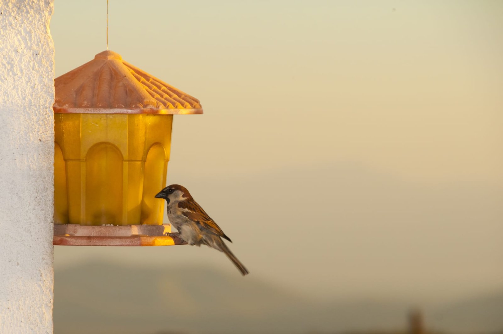 Best Bird Table Reviews UK 2023 - Hot 8 Picks Compared | House Junkie