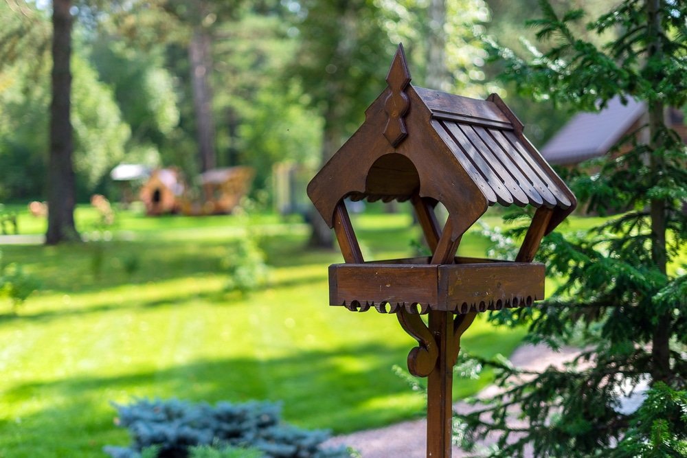 How to Make a Bird Table Pigeon Proof: Ways to Keep Pigeons Away ...